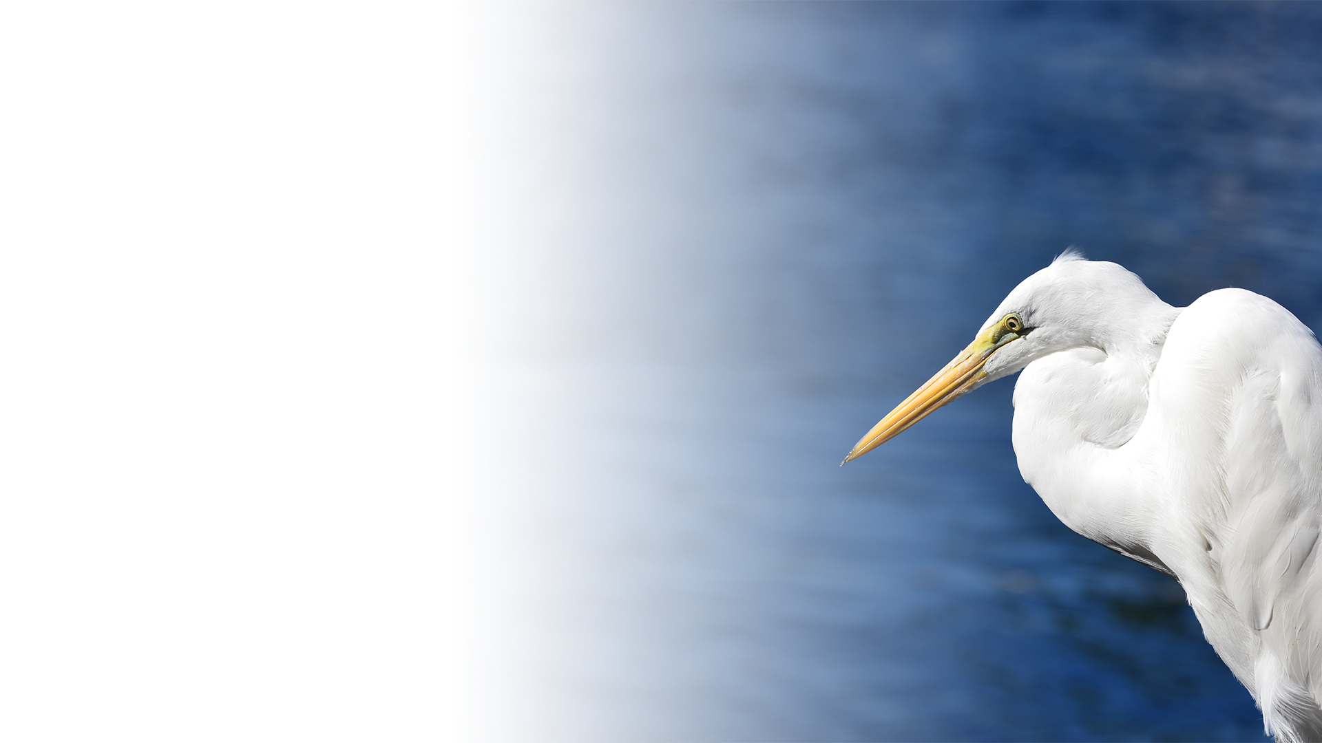 Backdrop – Friends of Birch State Park